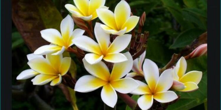 केतकी का फूल शिवजी की पूजा में क्यों उपयोग में नहीं लाया जाता और औषधीय गुण