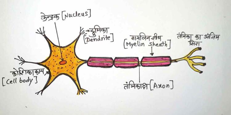 Tantrika Tantra - works, Types, Structure in Hindi - tfipost.in