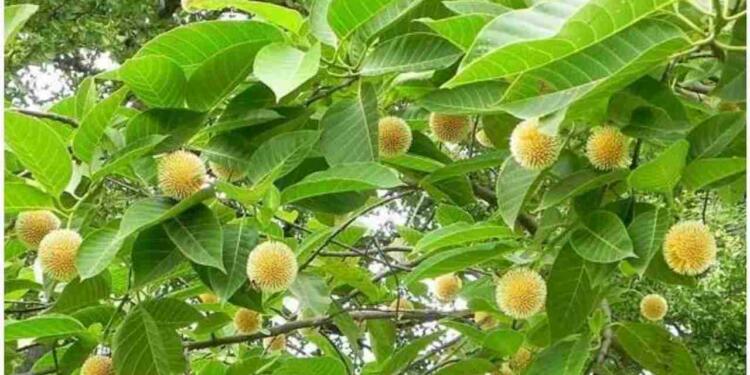 कदंब का पेड़ - महत्व, इससे होने वाले फायदे एवं औषधीय उपयोग