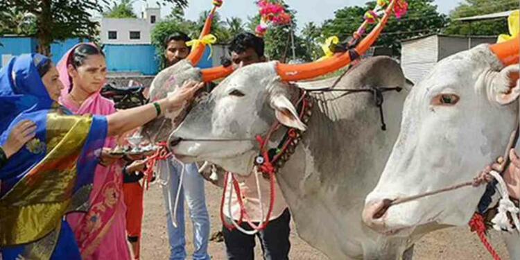 Pola festival Reason, Puja Method, Importance in Hindi - tfipost.in