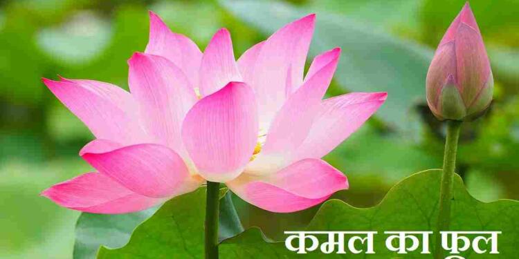 कमल का फूल : महत्व एवं फूल का उपयोग - tfipost.in