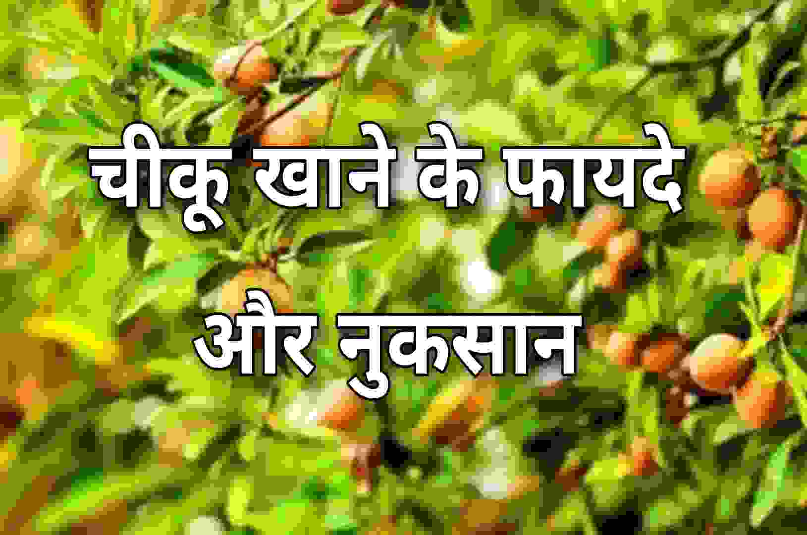 Chiku Khane Ke Fayde and FAQS - tfipost.in