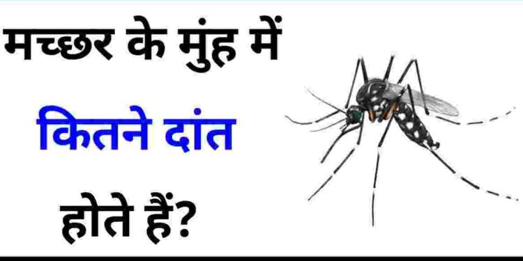 Machhar ke kitne dant hote hain - tfipost.in