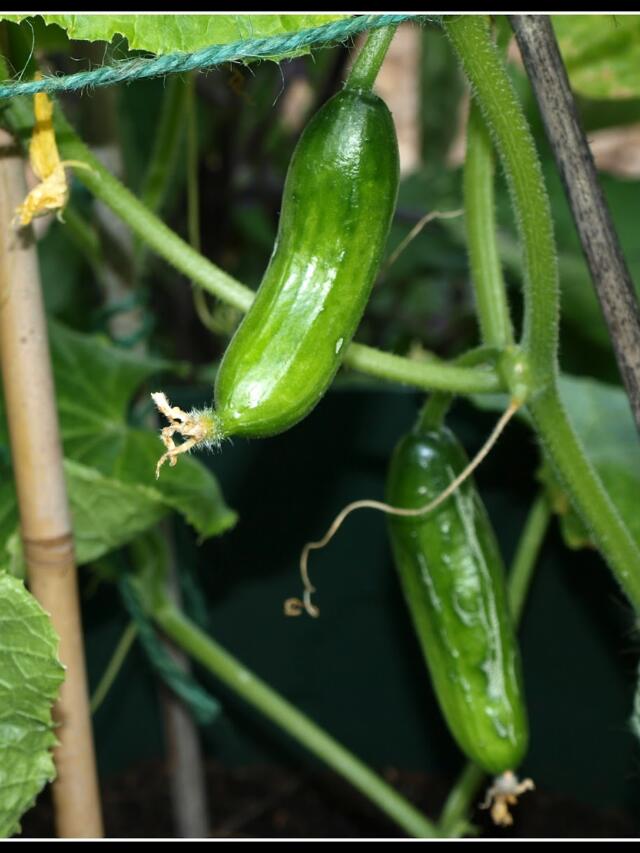 Superfood for Humans: 10 Surprising Benefits of Cucumber - tfipost.in
